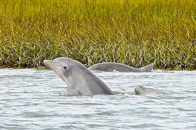 90 Minute Hilton Head Dolphin and Nature Cruise - What to Expect from This 90-Minute Adventure
