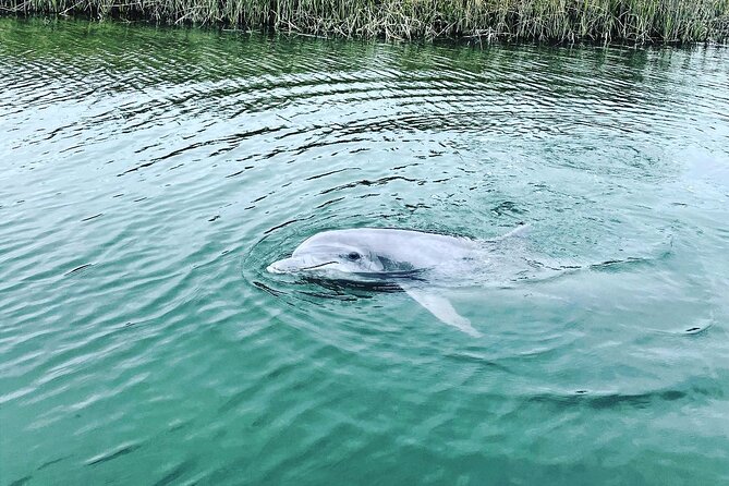 90 Minute Hilton Head Dolphin Tour - An Inside Look at the Hilton Head Dolphin Tour