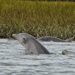 90 minute Hilton Head Sunset Dolphin Cruise - FAQ