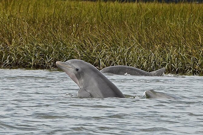 90 minute Hilton Head Sunset Dolphin Cruise - FAQ