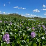 90 Minute Pontoon Cruise in Florida - Why This Tour Works