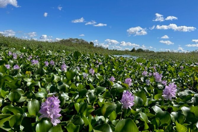 90 Minute Pontoon Cruise in Florida - Why This Tour Works