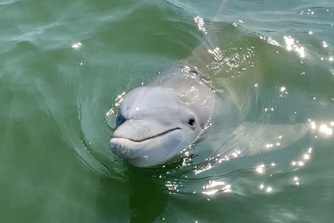 90-Minute Private Dolphin Tour in Hilton Head Island - The Experience on the Water