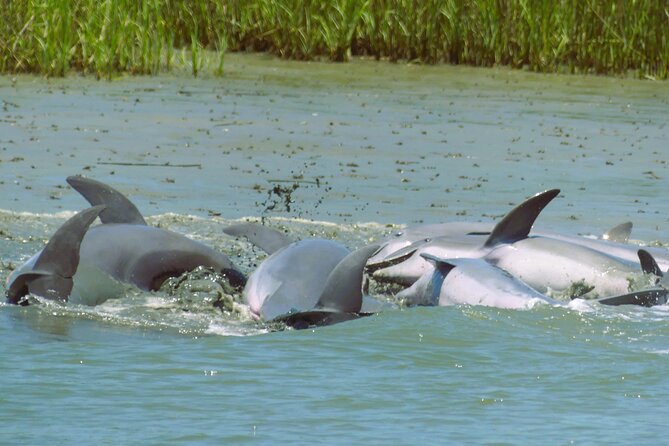 90-Minute Private Dolphin Tour in Hilton Head Island - Pricing and Value Analysis