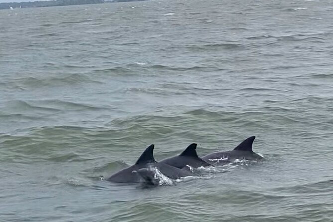90-Minute Private Dolphin Tour in Hilton Head Island - Practical Tips for Booking and Enjoying Your Tour