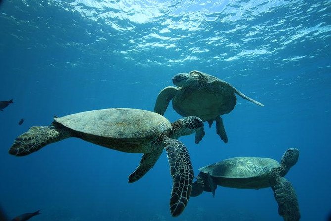 9am Turtle Canyon Snorkel Adventure - Introduction