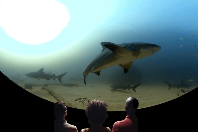 A 360° Immersive Ocean Movie Experience (Catalina Island) - The Itinerary — What To Expect