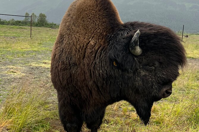 A Guided Alaskan Escape: Wildlife Sanctuary and Glacier Hiking - Key Points
