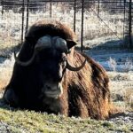 A Guided Alaskan Escape: Wildlife Sanctuary and Glacier Hiking - Transportation, Group Size, and Overall Value