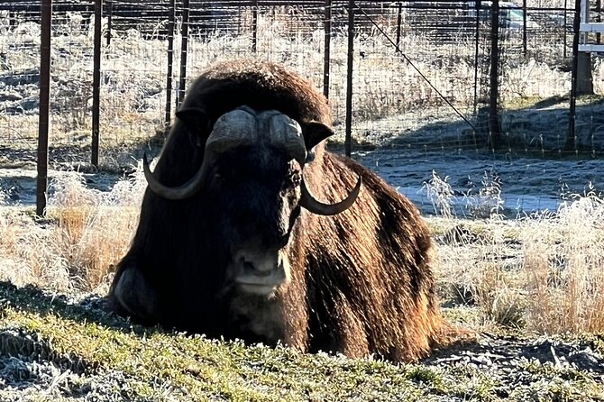A Guided Alaskan Escape: Wildlife Sanctuary and Glacier Hiking - Transportation, Group Size, and Overall Value