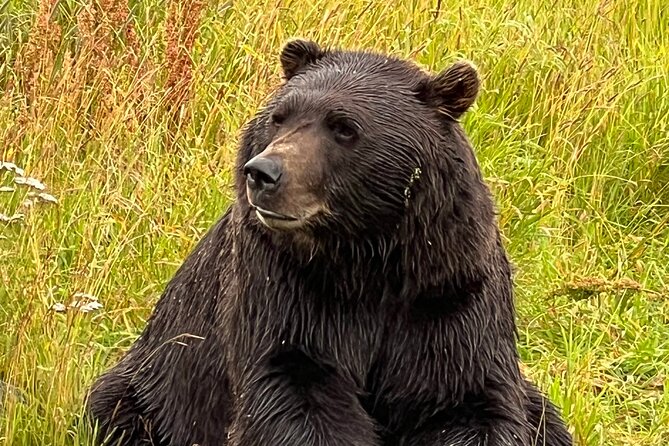 A Guided Alaskan Escape: Wildlife Sanctuary and Glacier Hiking - Who Is This Tour For?