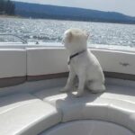 A Local's Favorite Hike in Big Bear with Lake Swimming Experience - The Guide: Knowledgeable and Friendly