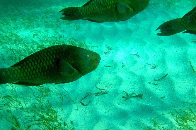A Unique Private Snorkel Tour of Key Largo - Exploring the Details of the Private Snorkel Tour in Key Largo
