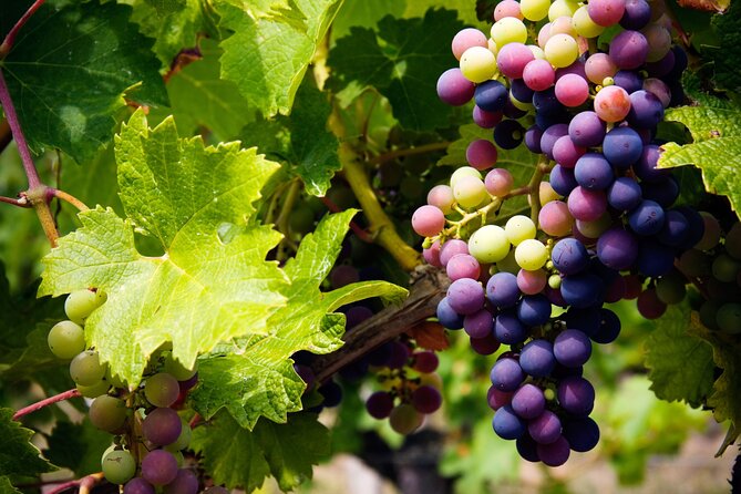 A Wine Tasting Experience in the Vineyards of the Desert - An Overview of the Experience