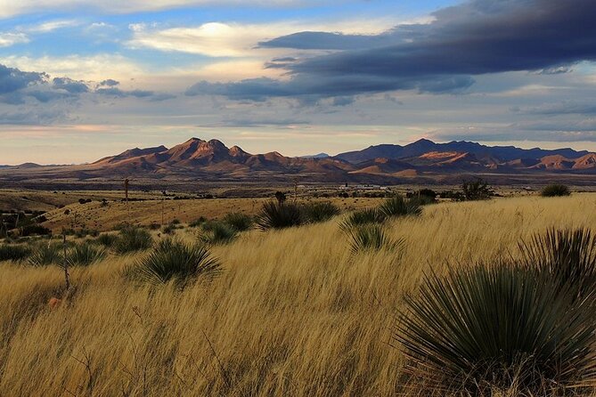 A Wine Tasting Experience in the Vineyards of the Desert - Pricing and Value