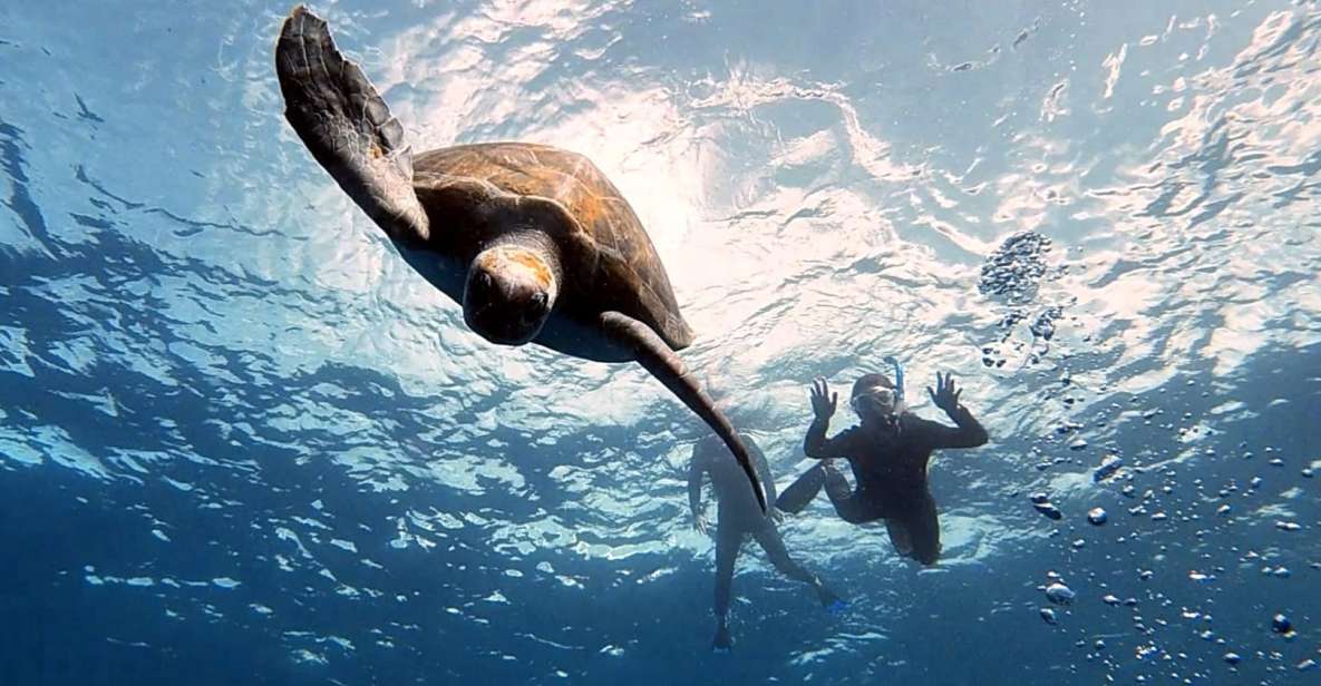 Abades: Tenerife Turtles and Rays Snorkeling Trip - Key Points