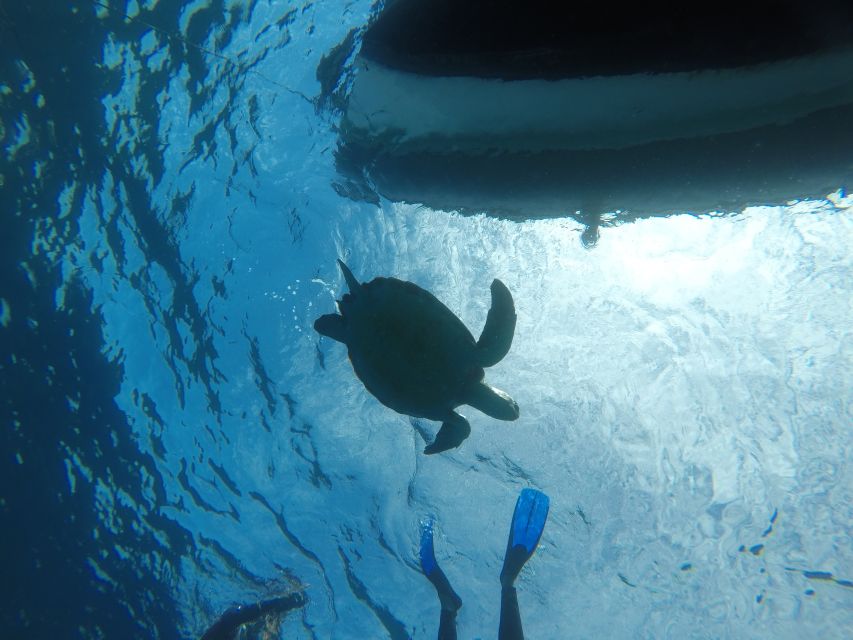 Abades: Tenerife Turtles and Rays Snorkeling Trip - Exploring the Tenerife Turtles and Rays Snorkeling Experience