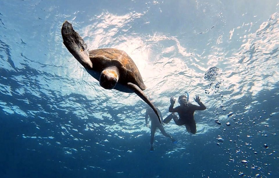 Abades: Tenerife Turtles and Rays Snorkeling Trip - Practical Details and What to Expect