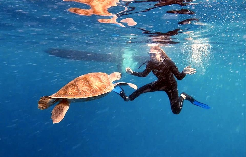 Abades: Tenerife Turtles and Rays Snorkeling Trip - Authentic Traveler Insights