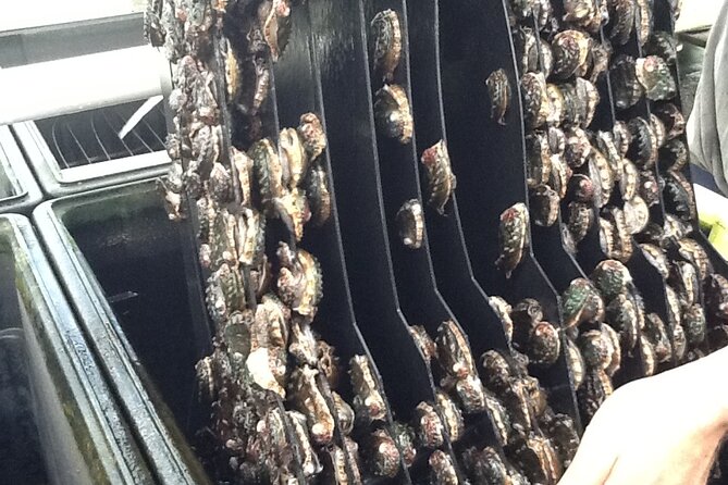 Abalone Farm Tour - Who Should Do This Tour?