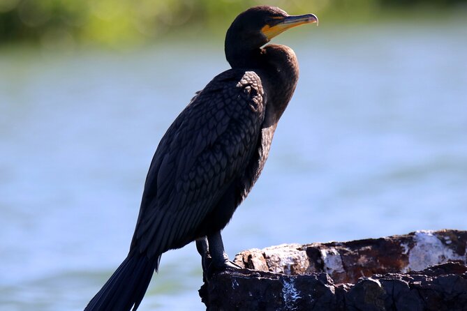 Adventure and Wildlife Watch Kayak Rentals in Sarasota - Deep Dive into the Experience
