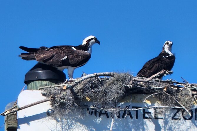 Afternoon Crystal River Ecological Boat Tour - An In-Depth Look at the Afternoon Crystal River Ecological Boat Tour