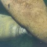 Afternoon Crystal River Ecological Boat Tour - What to Expect from the Itinerary