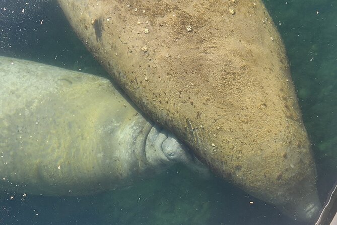 Afternoon Crystal River Ecological Boat Tour - What to Expect from the Itinerary