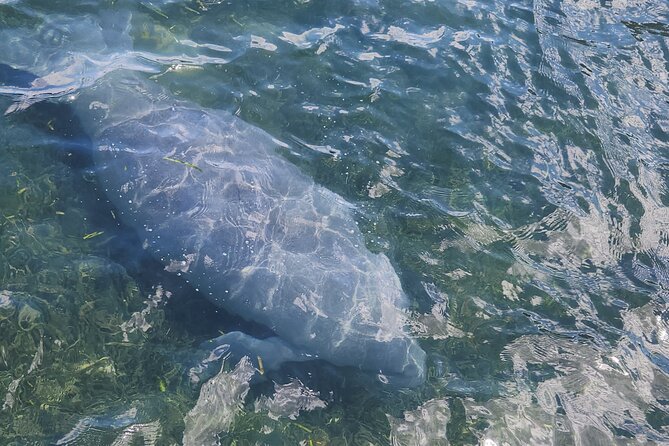 Afternoon Crystal River Ecological Boat Tour - The Sum Up