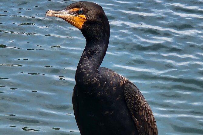 Afternoon Crystal River Ecological Boat Tour - Frequently Asked Questions