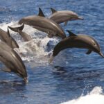 Afternoon Hawaiian Green Sea Turtle and Dolphin Snorkel and Sail - Setting Sail Along Oahu’s Leeward Coast