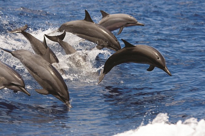 Afternoon Hawaiian Green Sea Turtle and Dolphin Snorkel and Sail - Setting Sail Along Oahu’s Leeward Coast