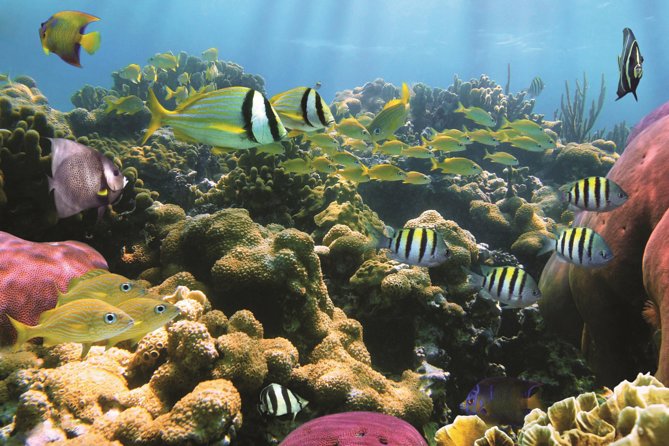 Afternoon Hawaiian Green Sea Turtle and Dolphin Snorkel and Sail - Wildlife Spotlight: Dolphins and Sea Turtles