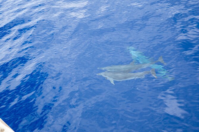 Afternoon Hawaiian Green Sea Turtle and Dolphin Snorkel and Sail - Scenic Coastal Views and Relaxation