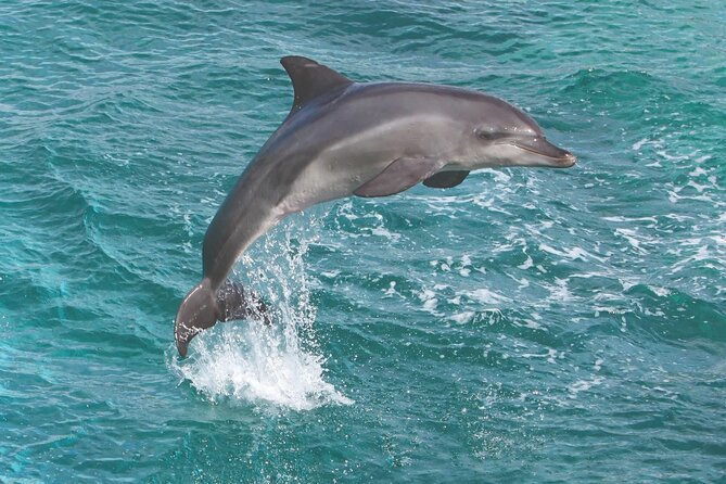 Afternoon Hawaiian Green Sea Turtle and Dolphin Snorkel and Sail - The Value Proposition