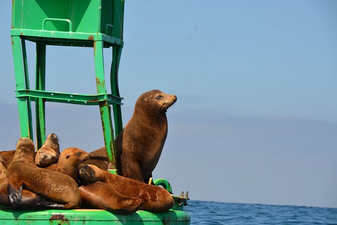 Afternoon Sail On A Charming Vintage Yacht Beer &. Wine Included - Who Should Book This Tour?