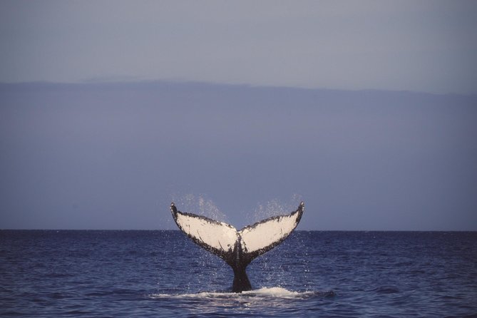 Afternoon Tradewind Sail from Waikoloa - The Experience from Different Perspectives