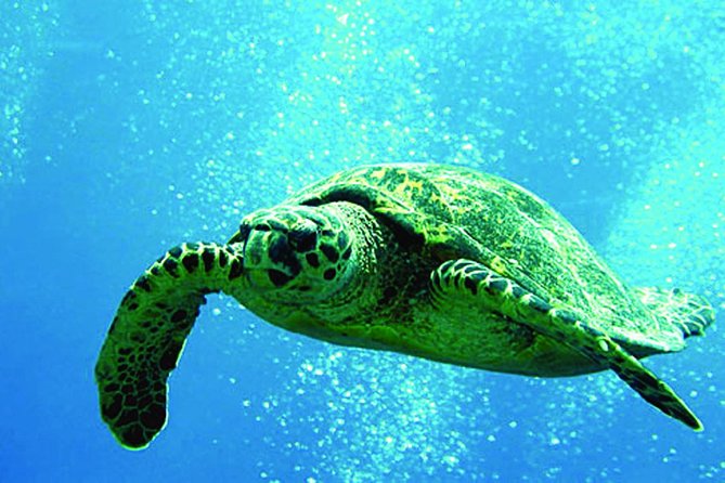 Afternoon Tradewind Sail from Waikoloa - The Crew and Service