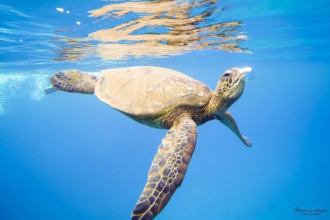 Afternoon West Maui Snorkel from Kaanapali Beach - Frequently Asked Questions