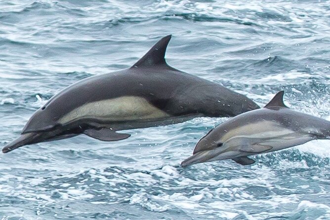 Afternoon Whale Watch - A Closer Look at the Experience