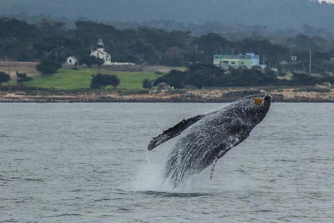 Afternoon Whale Watch - The Itinerary and What to Expect