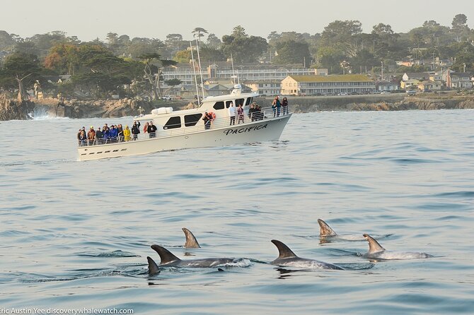 Afternoon Whale Watch - FAQ