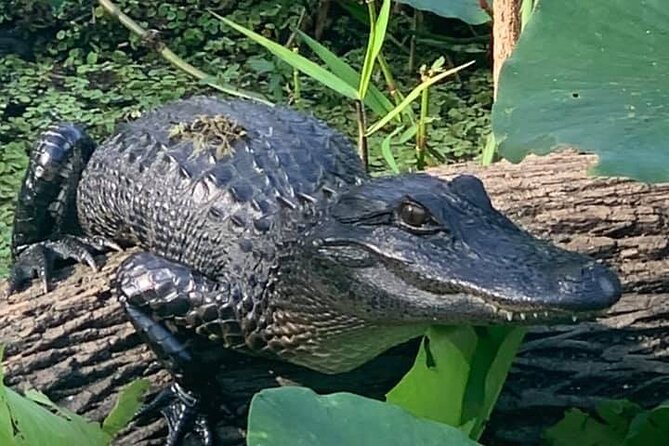 Airboat Adventure in Saint Augustine with a Guide - The Itinerary in Detail