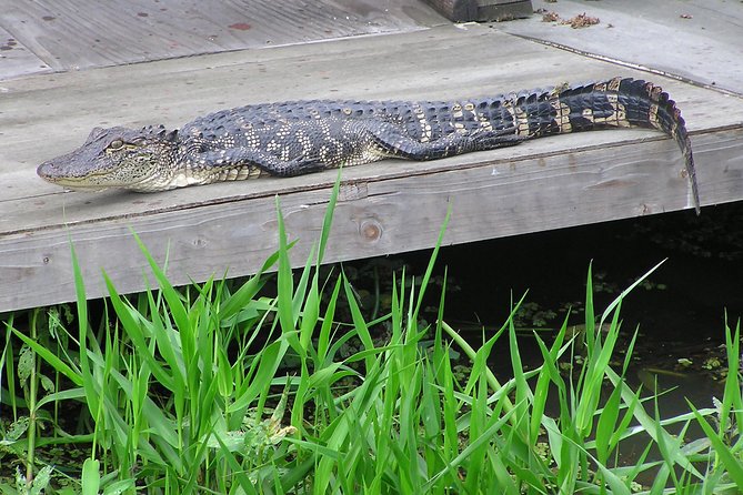 Airboat and Plantations Tour with Gourmet Lunch from New Orleans - Authentic Insights from Reviewers
