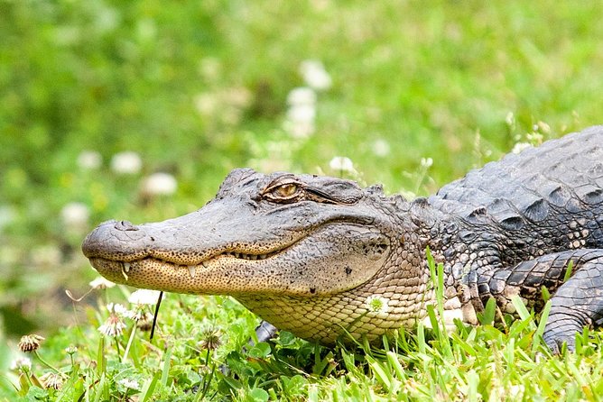 Airboat Ride with Transportation from New Orleans - Exploring the Itinerary in Detail