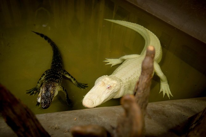 Airboat Ride with Transportation from New Orleans - FAQ