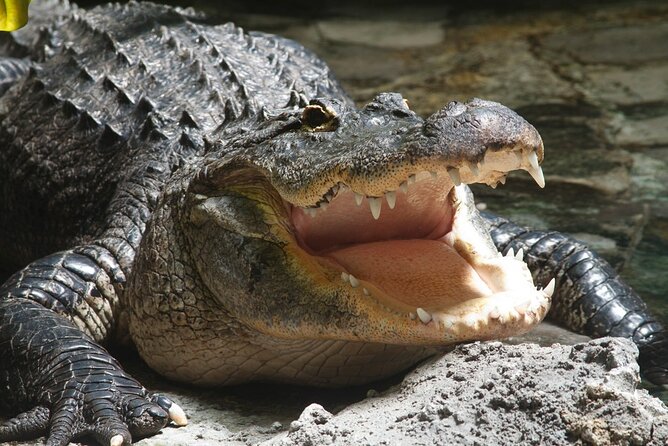Airboat Rides in Fort Lauderdale Captain Wayne - The Views and Photo Opportunities
