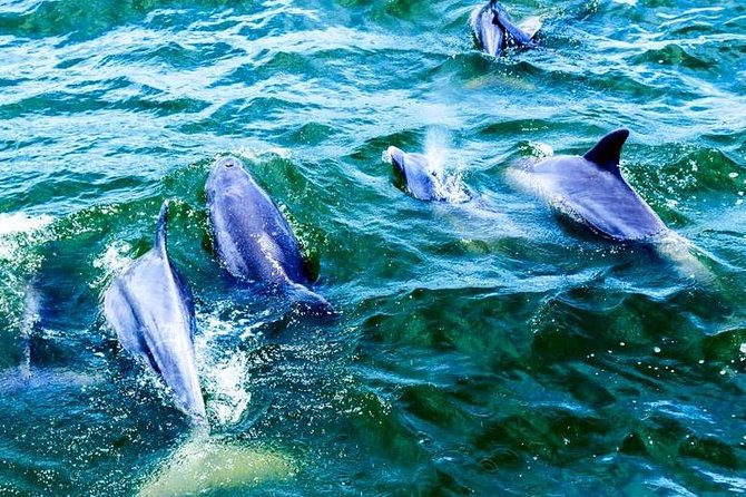 Alabama Gulf Coast Dolphin Cruise - Key Points