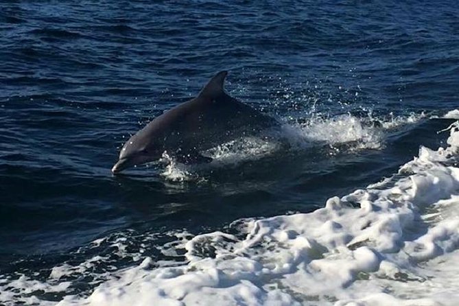 Alabama Gulf Coast Dolphin Cruise - The Real Experience—Guest Insights and Highlights