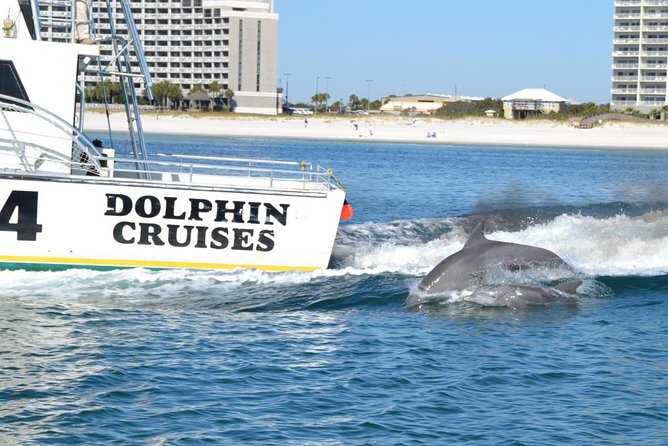 Alabama Gulf Coast Dolphin Cruise - The Value for Money